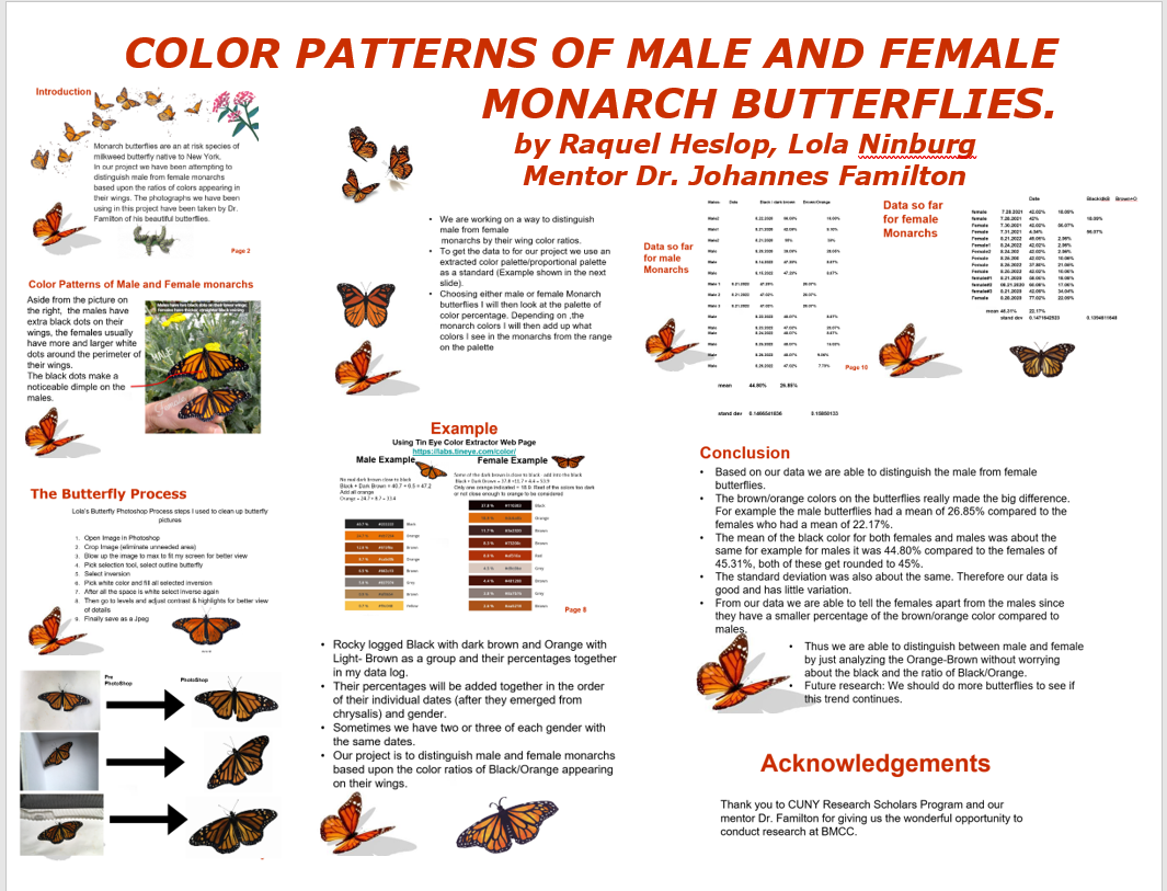 Monarch Butterfly – BMCC Office of Research and Scholarly Inquiry